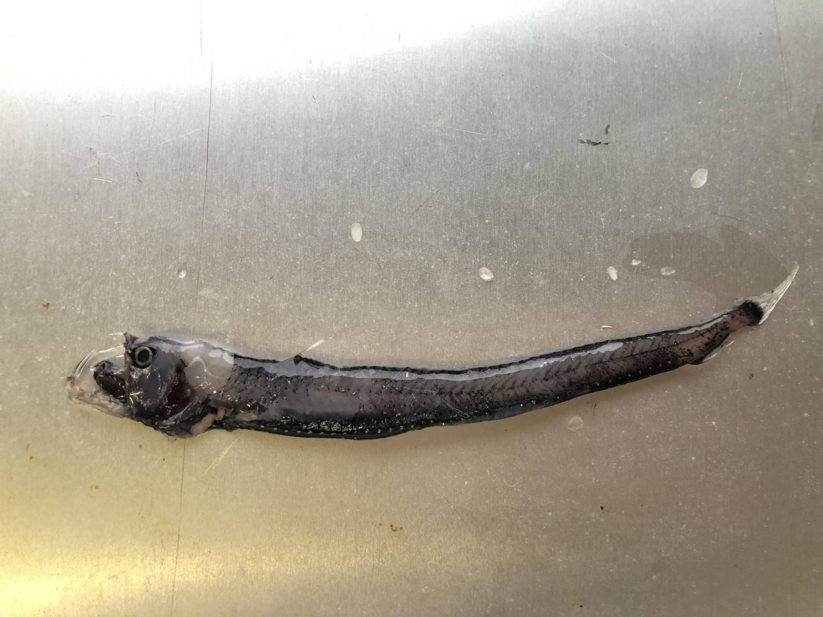 ホウライエソ｜美しく豊かな静岡の海を未来につなぐ会